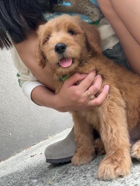 F1 Standard Groodle Male Puppy Ready New Family ️ | Dogs & Puppies ...