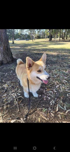 corgi dog (pembroke) | Dogs & Puppies | Gumtree Australia Liverpool ...