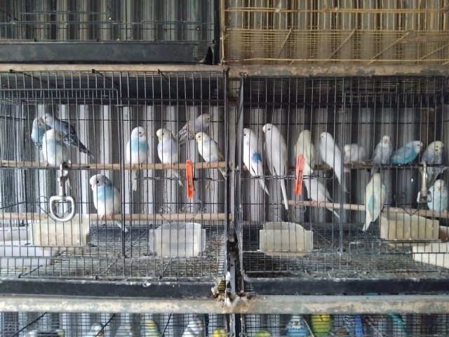 BOBS BIRD BARN Maitland | Birds | Gumtree Australia Maitland Area - Maitland | 1331395307