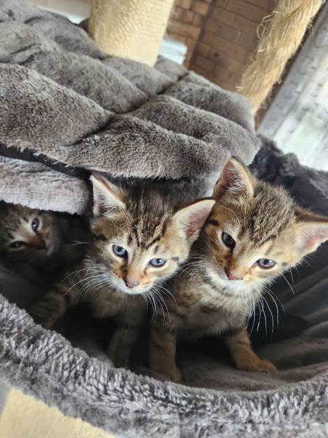 Looking for their new family | Pet Products | Gumtree Australia George ...