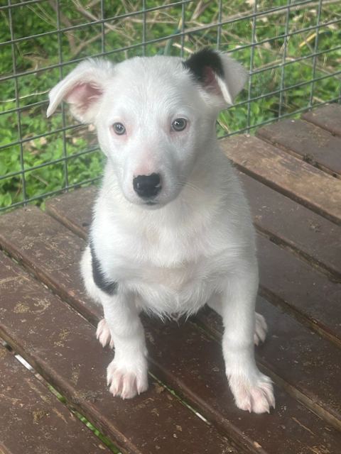 Border collie puppy | Dogs & Puppies | Gumtree Australia Camden Area ...
