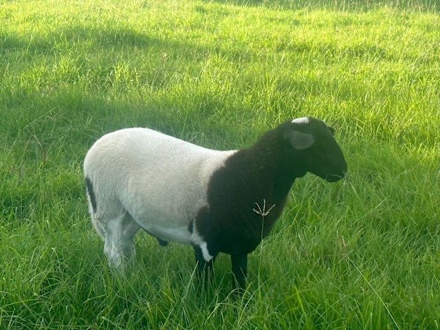 Dopher Ram - 6 months old | Livestock | Gumtree Australia Logan Area ...