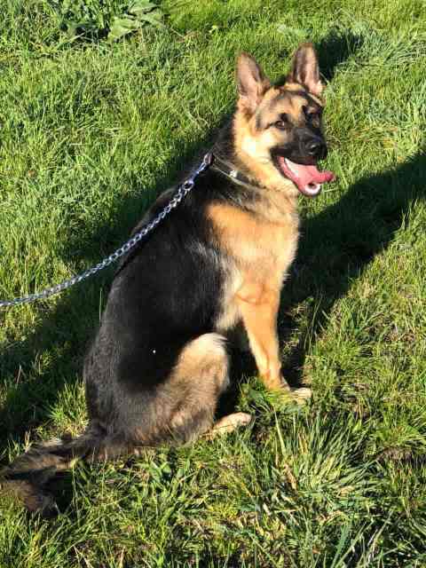 Looking for rehome our dog ASAP | Dogs & Puppies | Gumtree Australia ...