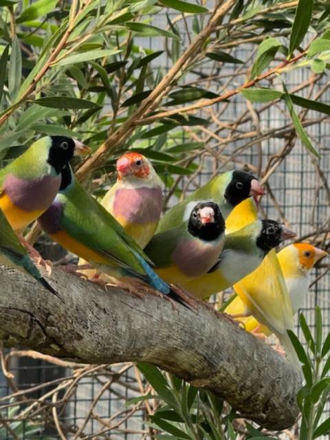 QUALITY GOULDIAN FINCH SELLOUT $60 PER PAIR | Birds | Gumtree Australia ...