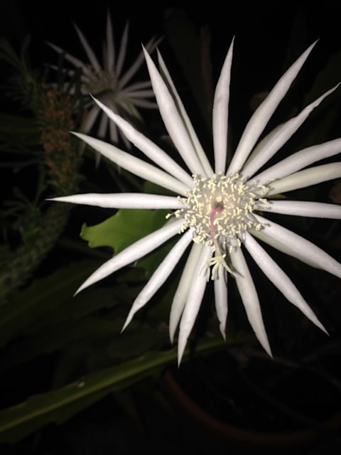 Queen of the Night Succulent Plant - Plants in North Perth WA | Gumtree ...