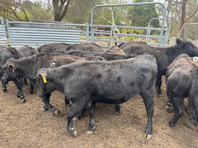 Studbred Purebred Angus steers | Livestock | Gumtree Australia Mitchell ...