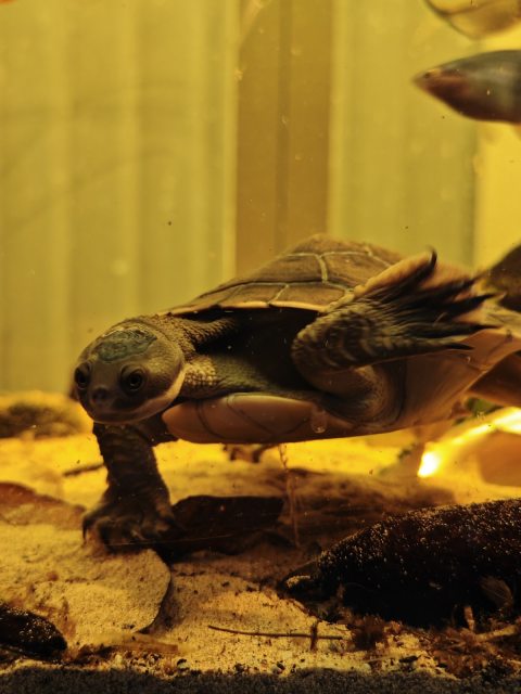 macleay river turtle 5 years old male, rehoming. | Reptiles ...