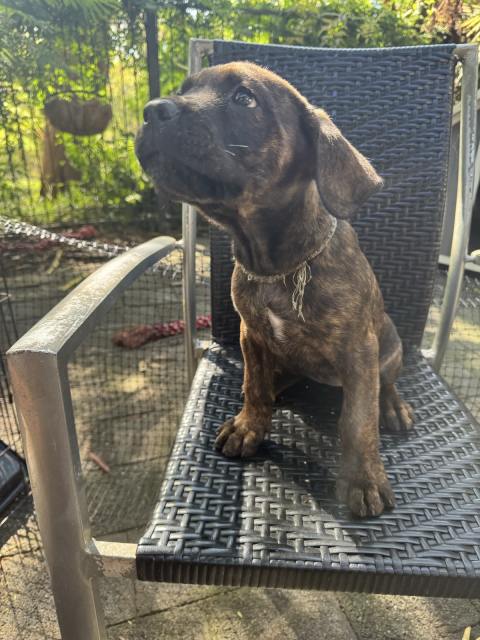 Brindle Cane Corso x Rottweiler pups | Dogs & Puppies | Gumtree ...