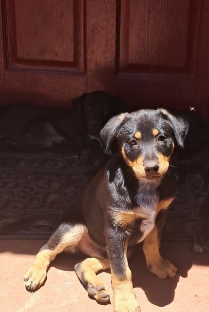 Kelpie x pupoy | Dogs & Puppies | Gumtree Australia Alexandrina Area ...