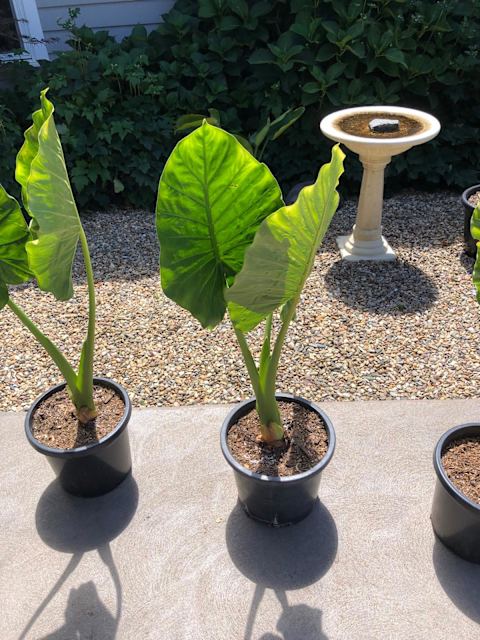 palms, elephant ear with new growth - Plants in Bundanoon NSW | Gumtree ...