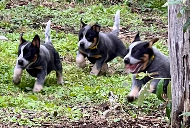 BLUE CATTLE DOG PUPPIES READY TO GO | Dogs & Puppies | Gumtree ...
