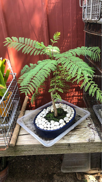 Healthy jacaranda Bonsi plant - Plants in Blacktown NSW | Gumtree Australia