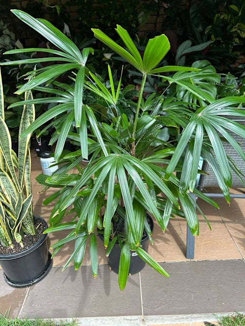 1.3m Lady Palm Tree - Pickup Yagoona - Plants in Yagoona NSW | Gumtree ...