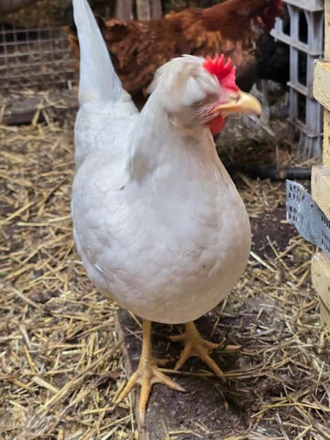 CHICKENS Backyard CHICKENS AVAILABLE BROWNS AVAILABLE | Livestock ...