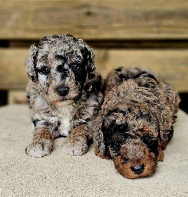 Blue Merle Toy Bordoodle F1B 🩵🩵🩵 toy poodle | Dogs & Puppies | Gumtree ...