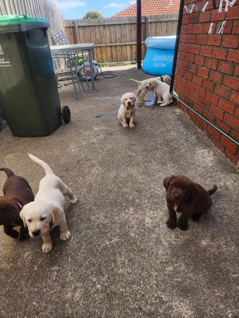 Labrador puppys pure bread | Dogs & Puppies | Gumtree Australia ...