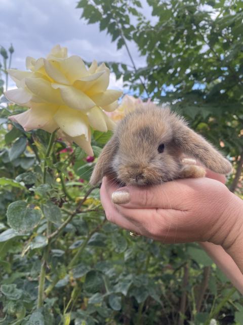 🎄🎄 PURE BRED MINI LOPS 🎄🎄 | Rabbits | Gumtree Australia Queanbeyan Area ...