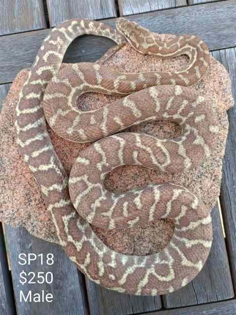 Adult and yearling Stimsons Pythons | Reptiles & Amphibians | Gumtree ...