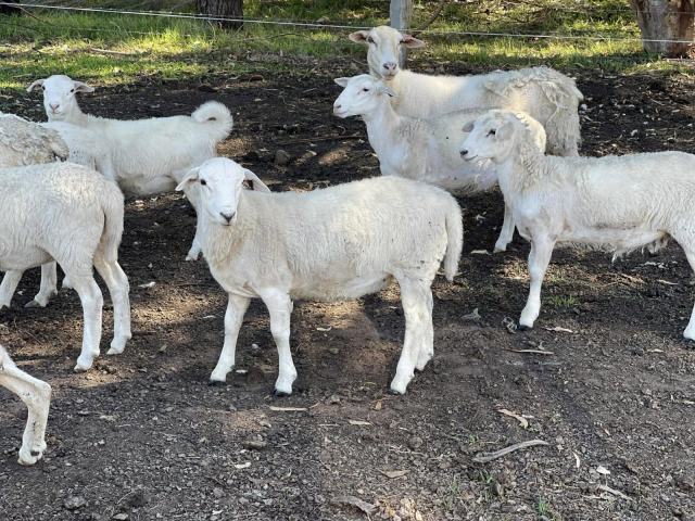 Aussie White Ewe and Ram Lambs | Livestock | Gumtree Australia Casey ...