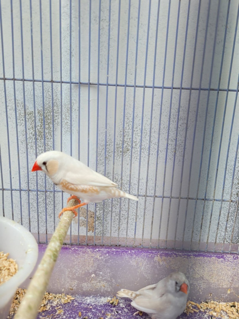 White Zebra Finches .Location- Bertram. | Birds | Gumtree Australia ...