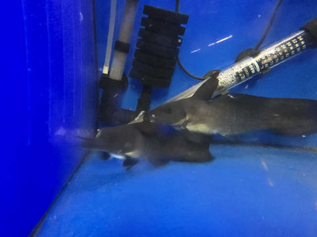 toothless catfish & longtoms | Fish | Gumtree Australia Fairfield Area ...