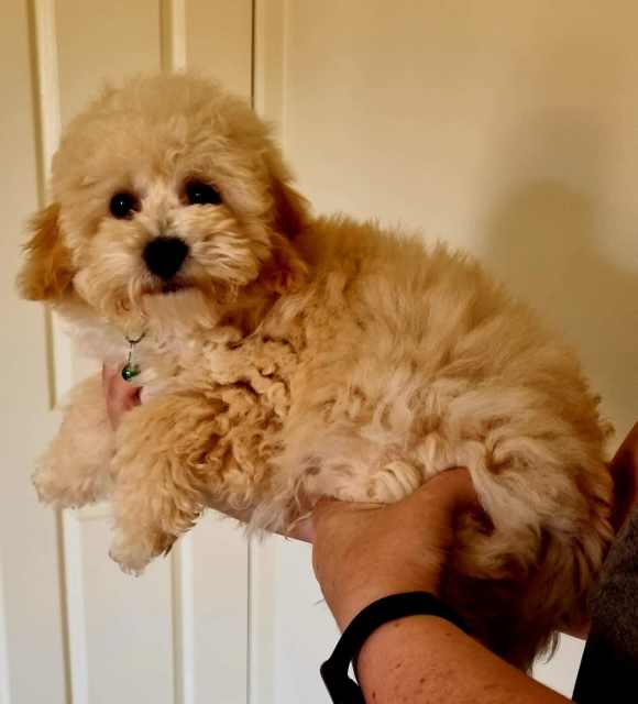 Bichon Frise x Toy Poodle Bichoodle 💙💙Puppies Available Now | Dogs ...