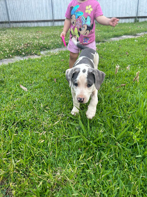 Meet Ziggy my beautiful girl | Dogs & Puppies | Gumtree Australia ...