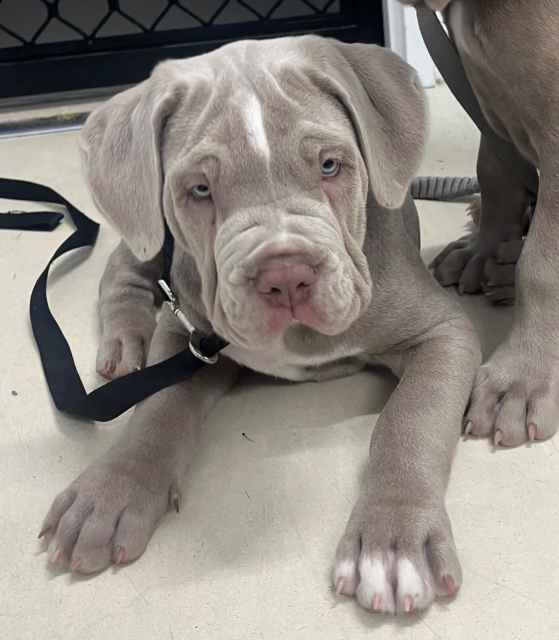 Neo Mastiff 10 weeks | Dogs & Puppies | Gumtree Australia Coffs Harbour ...