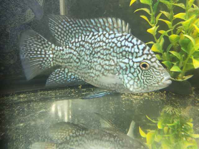 Purebred Texan Cichlids for Sale, Beautiful Genetics, 8mm to 8 inch ...