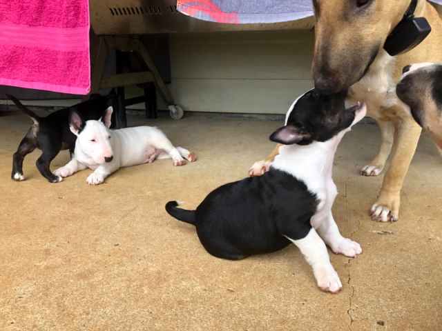 Miniature Bull Terrier Puppies | Dogs & Puppies | Gumtree Australia ...