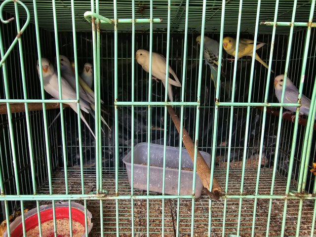 Baby Budgies | Birds | Gumtree Australia Whittlesea Area - Thomastown ...