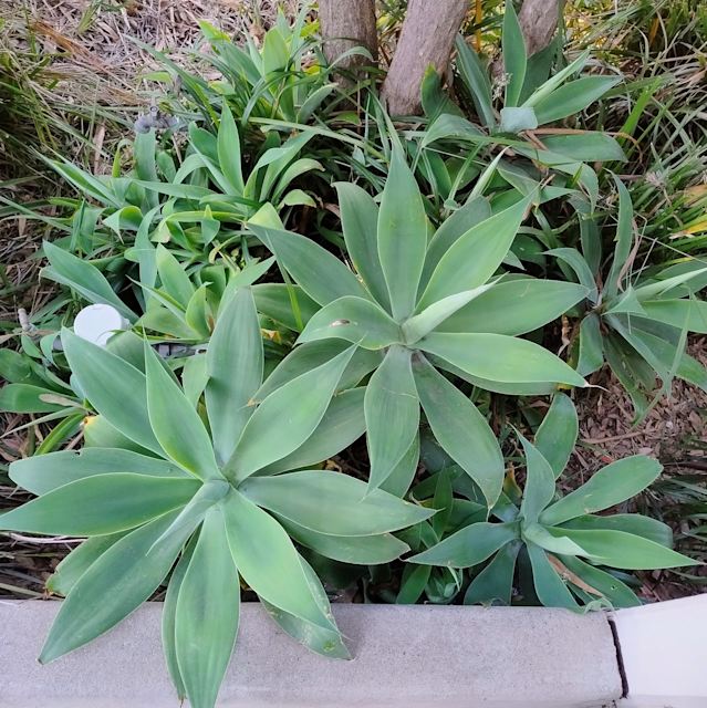 Agave plants, more than 20 plants available, price from $10 each. - Plants in Beverley Park NSW ...