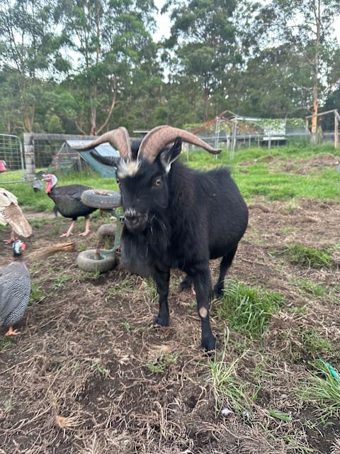 Miniature Billy Goat | Livestock | Gumtree Australia Great Lakes Area ...