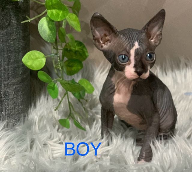 Pedigree Sphynx Kittens | Cats & Kittens | Gumtree Australia Cardinia ...