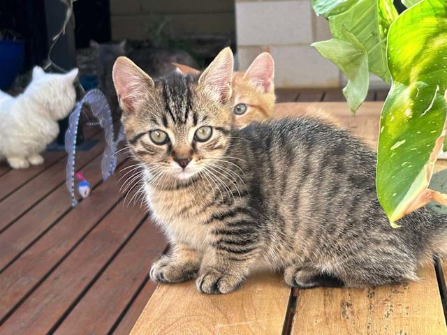 Dwarf kittens | Cats & Kittens | Gumtree Australia Joondalup Area ...