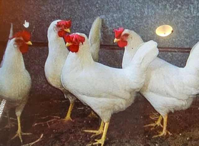 Female Chickens - Leghorn -The Really Big Egg Laying Hens | Livestock ...