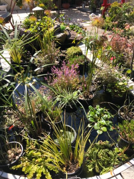 Home Grown Water/Pond Plants For Sale - Plants in Parramatta NSW ...