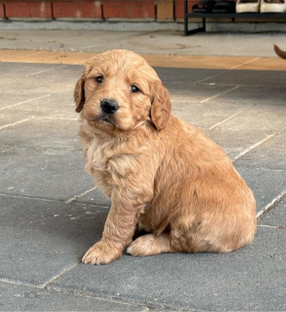 F1 STANDARD GROODLE PUPPIES | Dogs & Puppies | Gumtree Australia ...