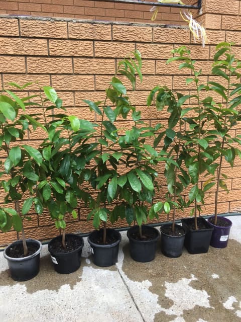 Soursop fruit tree | Plants | Gumtree Australia Brisbane North East ...