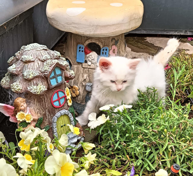 Ragdoll gentle therapy kittens | Cats & Kittens | Gumtree Australia ...