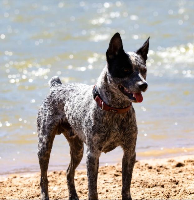 Australian Stumpy Tail Cattle Dog Pups | Dogs & Puppies | Gumtree ...