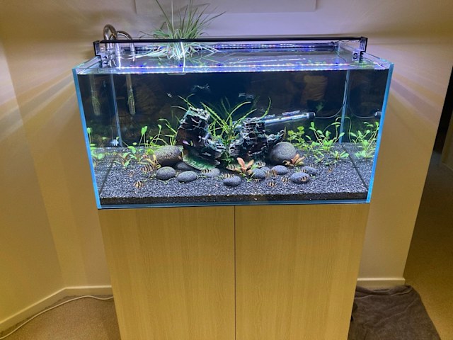 Water Box 90cm Fish tank | Fish | Gumtree Australia Wollongong Area ...