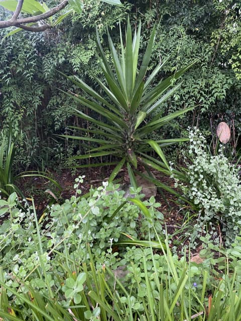 Yukka tree 1.5 m high x 1m wide | Plants | Gumtree Australia Willoughby ...