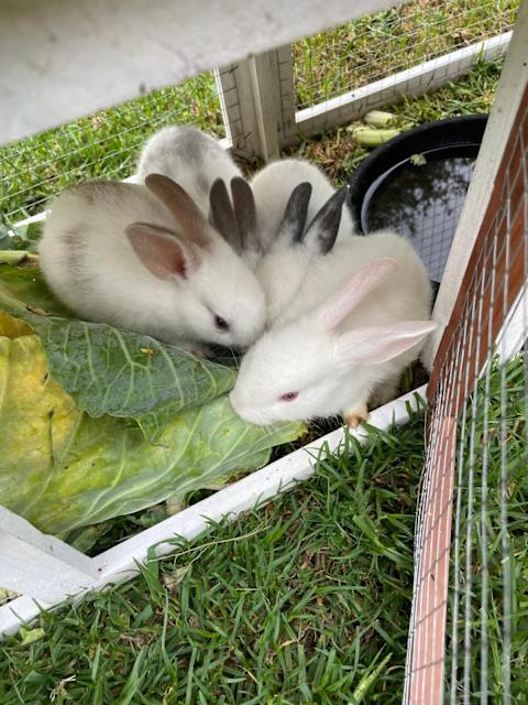 Baby Bunnies / Rabbits for Sale | Rabbits | Gumtree Australia ...