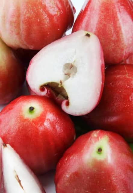 Wax Jambu fruit tree - Purple fruit variety. - Plants in Lakemba NSW ...