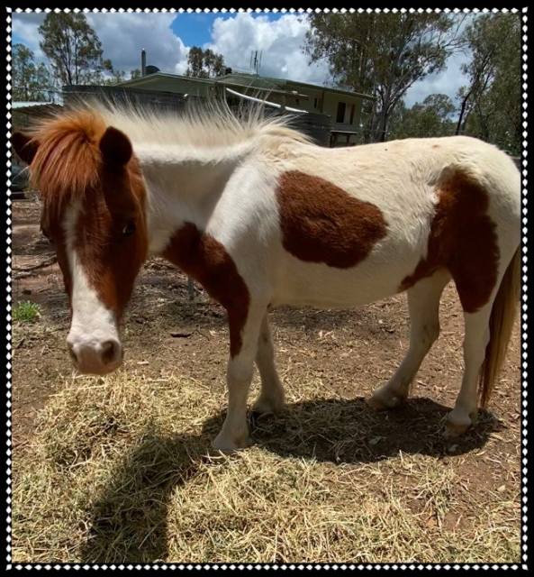 Mini Mares, Harness and Cart | Horses & Ponies | Gumtree Australia ...