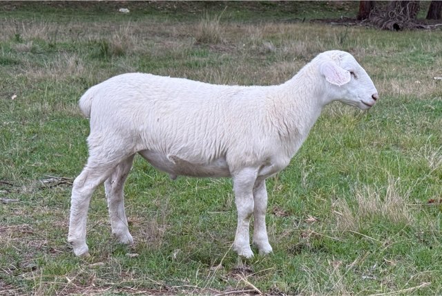 Australian white Ram lamb full blood sheep | Livestock | Gumtree ...