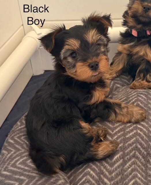 Australian Silky Terrier Puppies For Sale | Dogs & Puppies | Gumtree ...
