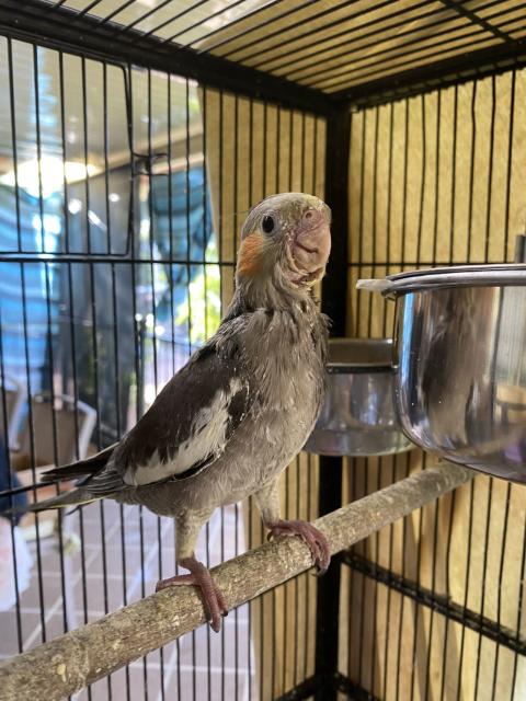 BABY HAND RAISED COCKATIELS | Birds | Gumtree Australia Nowra-Bomaderry ...