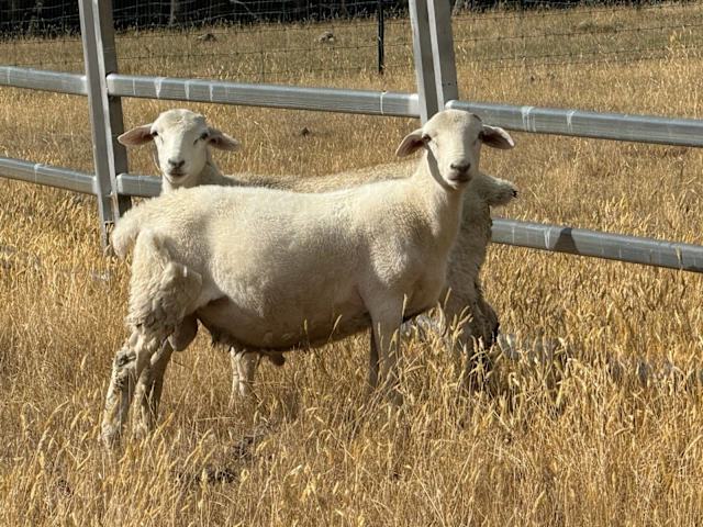 Young Australian white ram | Livestock | Gumtree Australia Moorabool ...